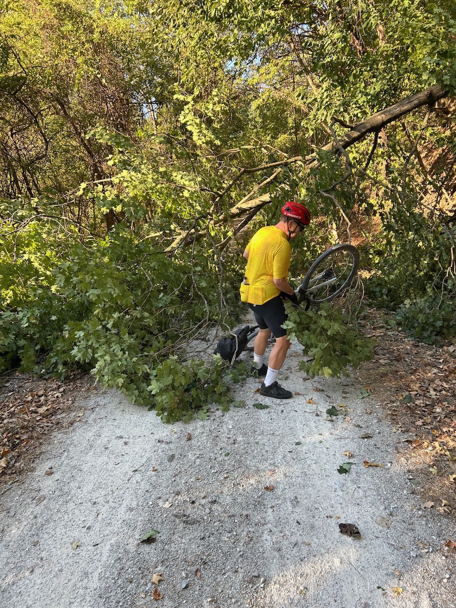 Tree across path